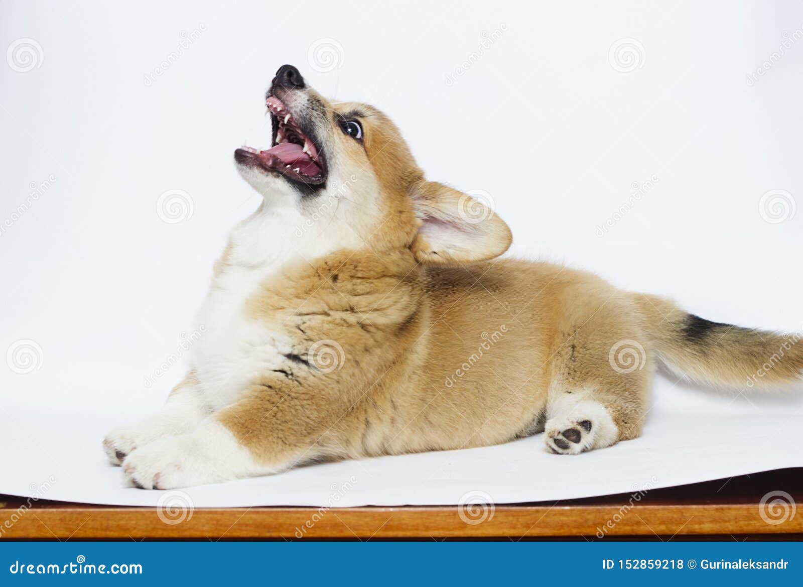 Angry Corgi