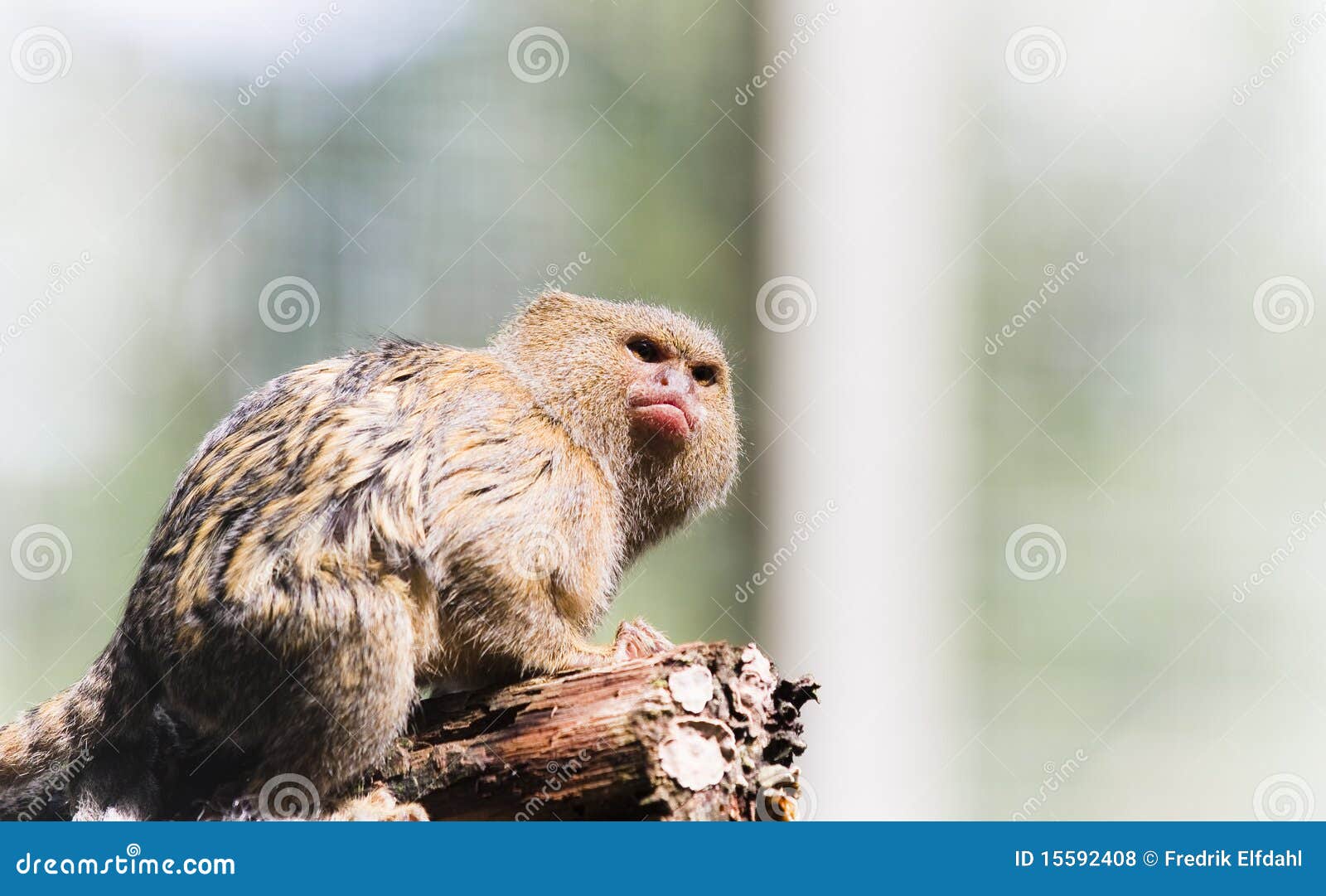 Angry pygmy marmoset stock photo. Image of park, brown - 15592408