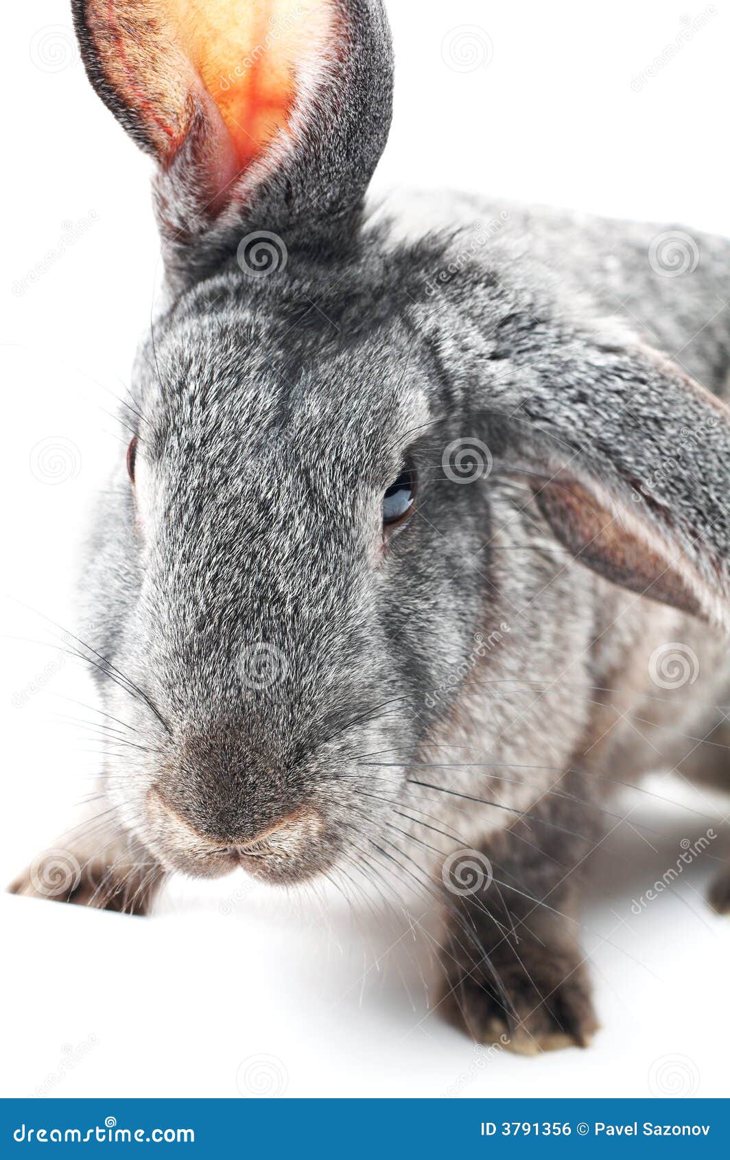 Angry rabbit stock photo. Image of background, easter - 3791356
