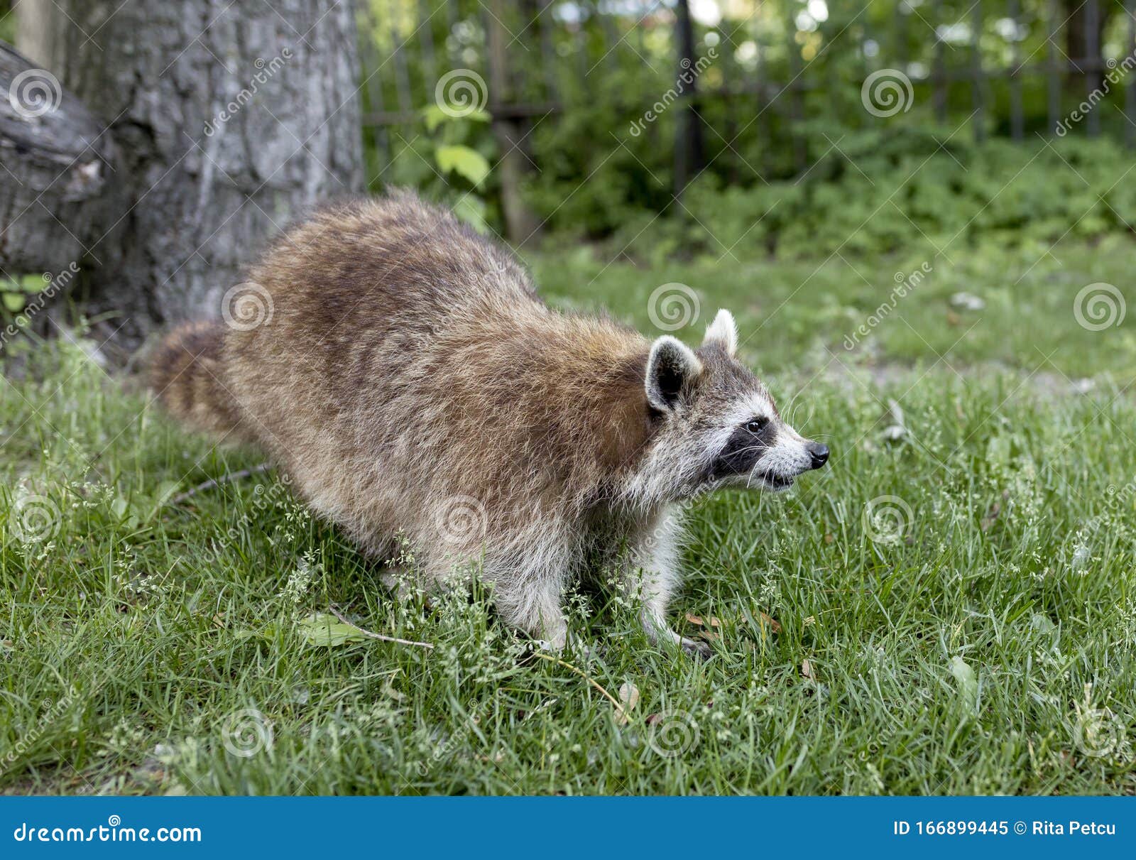 Angry Raccoon Wallpaper