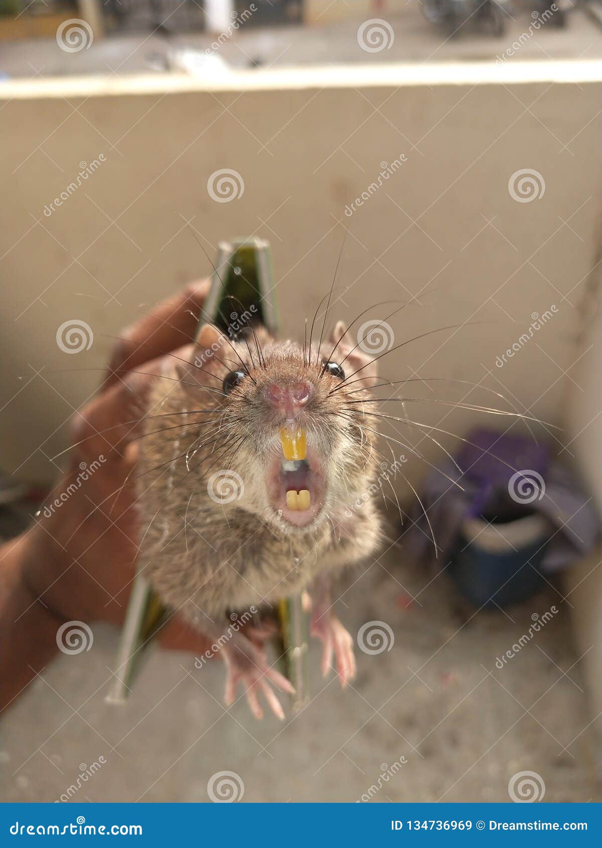 281 Angry Rat Photos - Free & Royalty-Free Stock Photos from Dreamstime