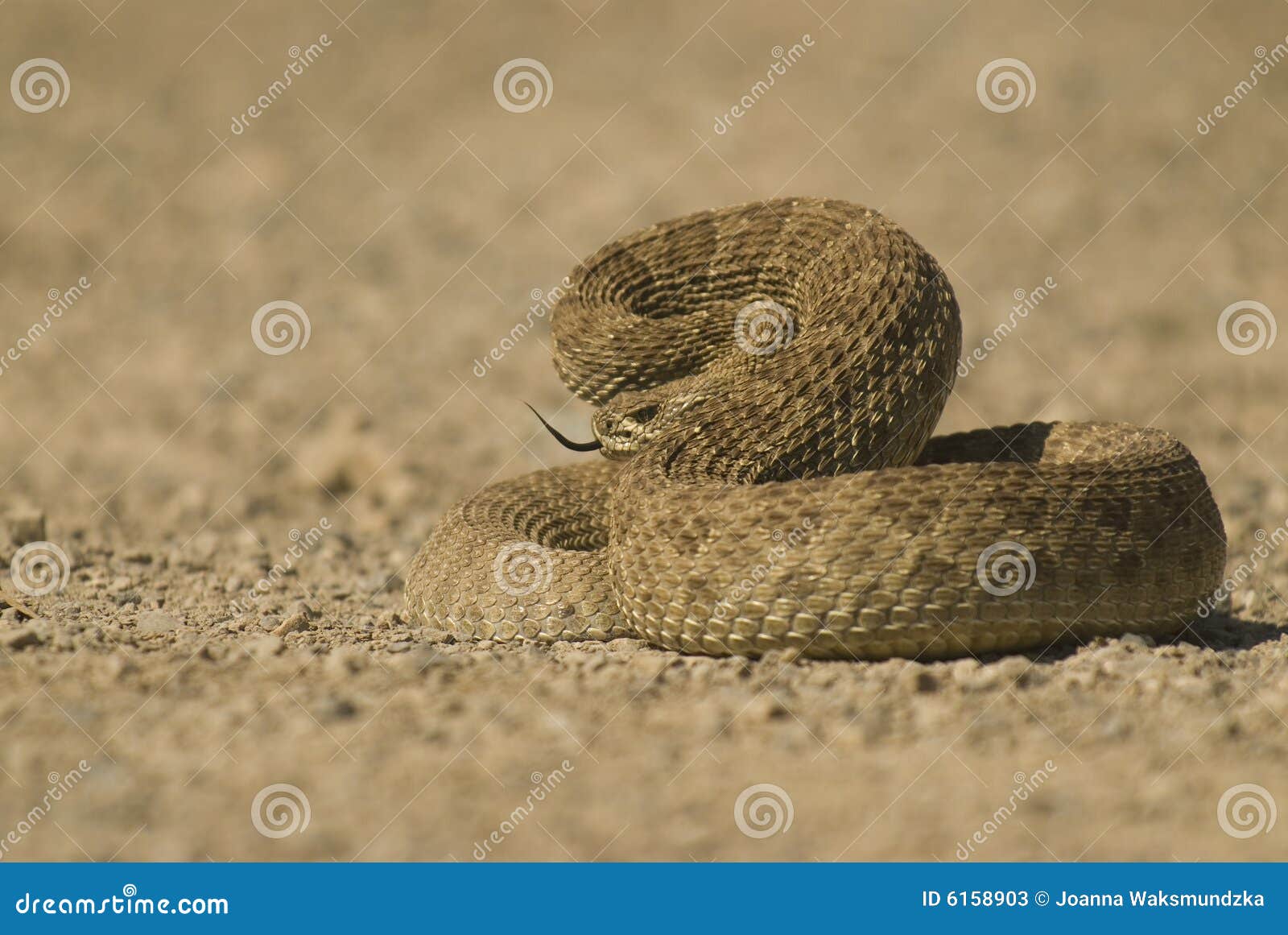 Angry Rattlesnake Picture. Image: 6158903