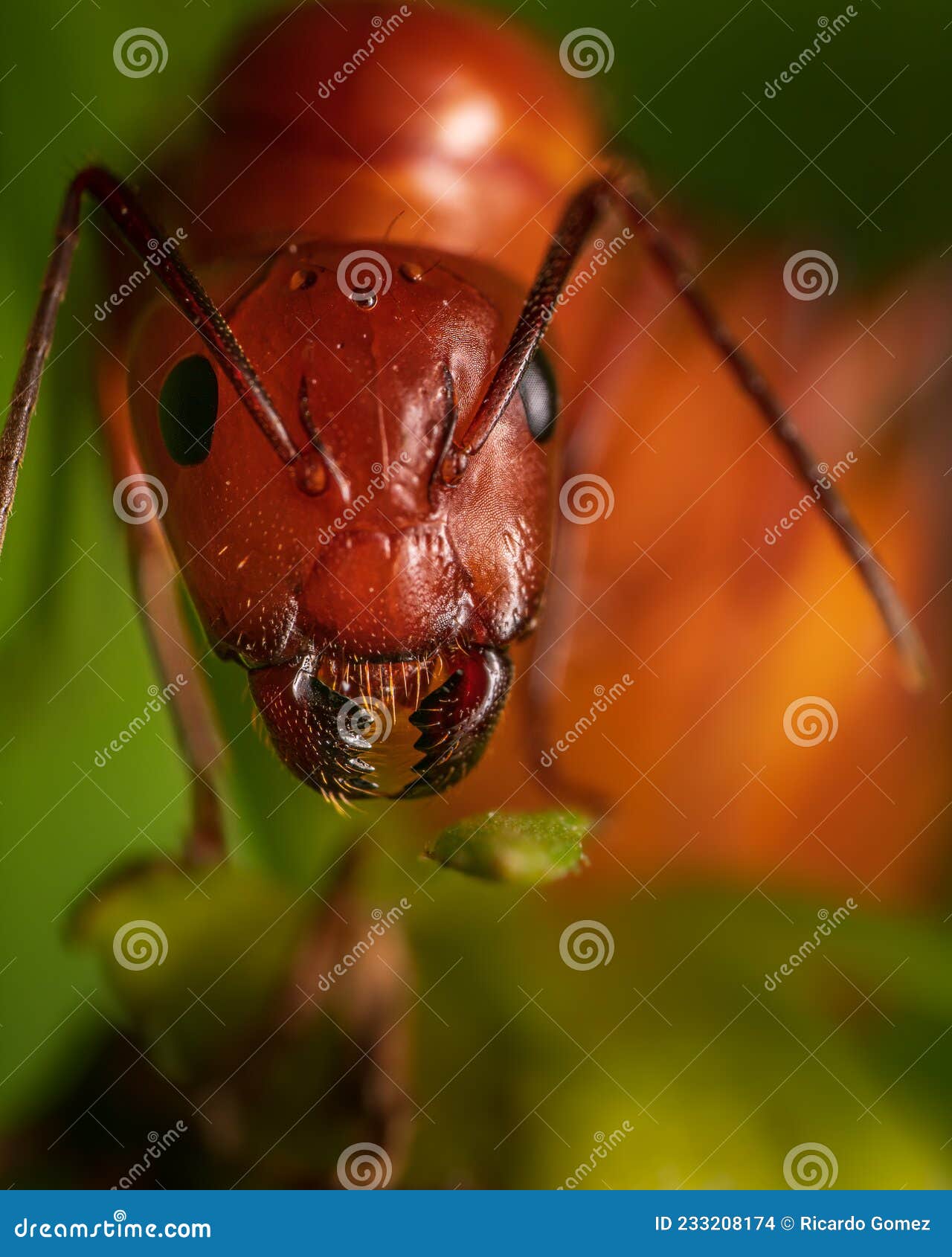 Angry Red Ant Portrait stock photo. Image of invertebrate - 233208174