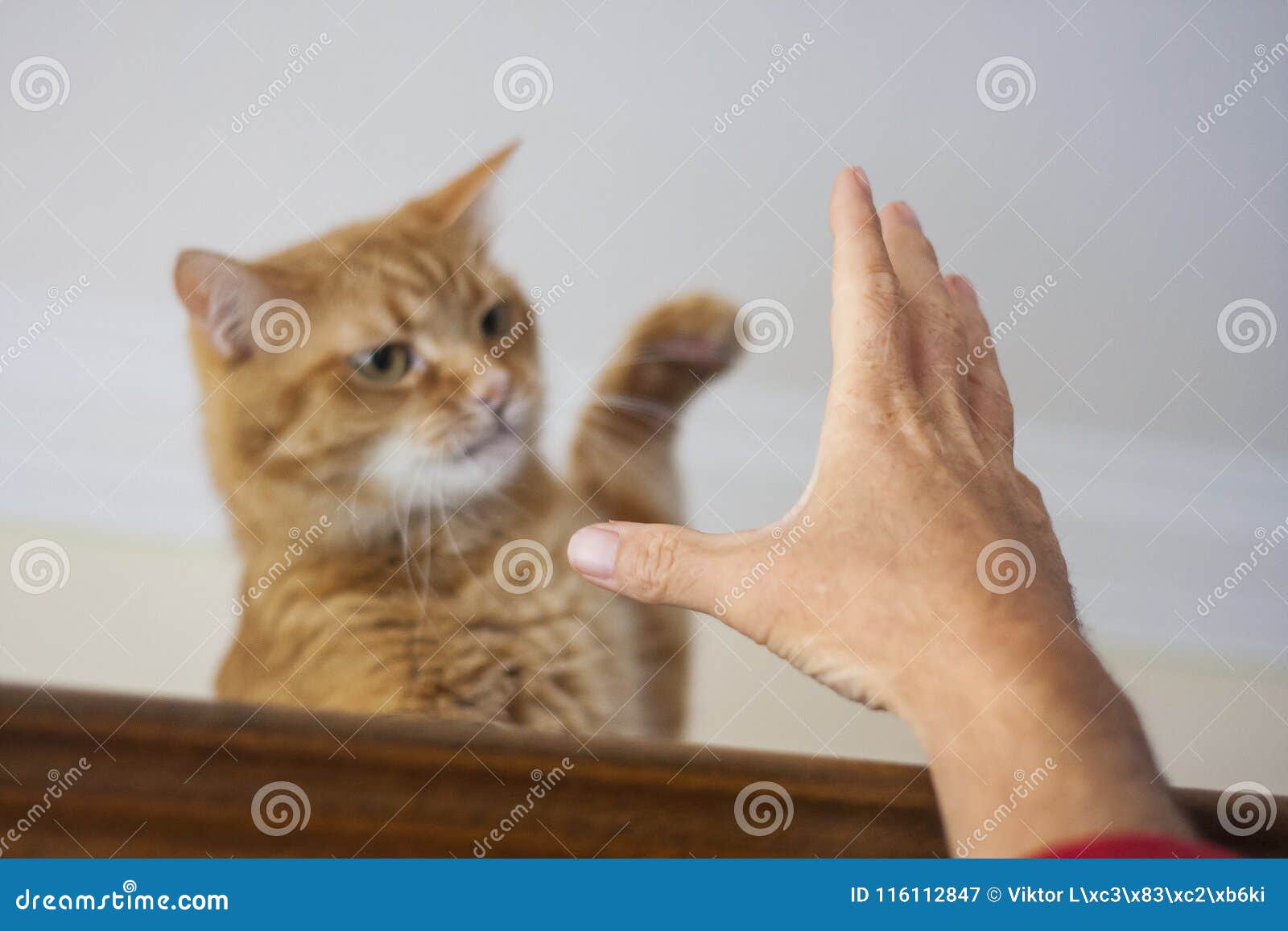Angry Red Cat Fighting Against a Human`s Hand Stock Image - Image of ...