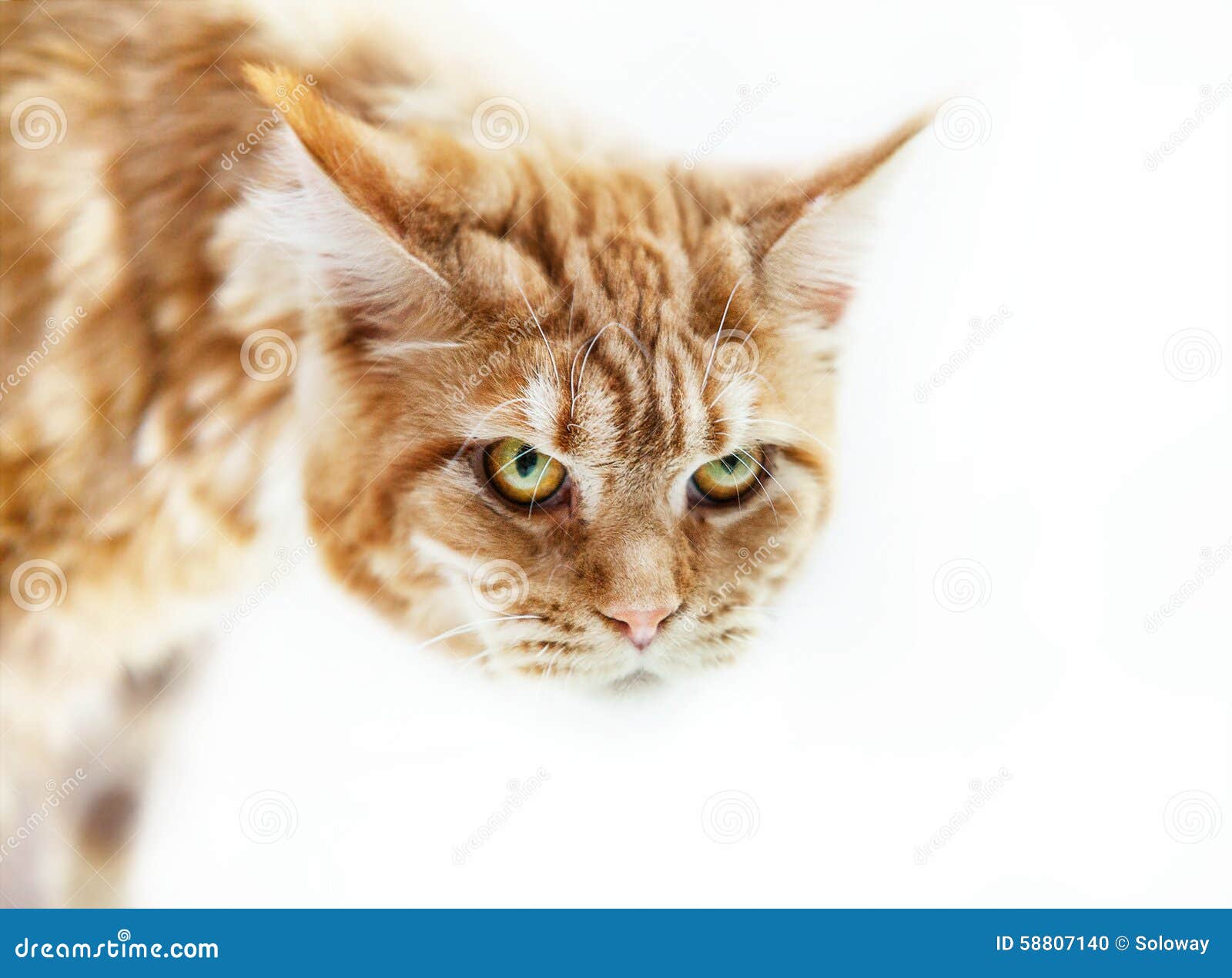 Angry Red Cat with Green Eyes Stock Photo - Image of nose, serious ...