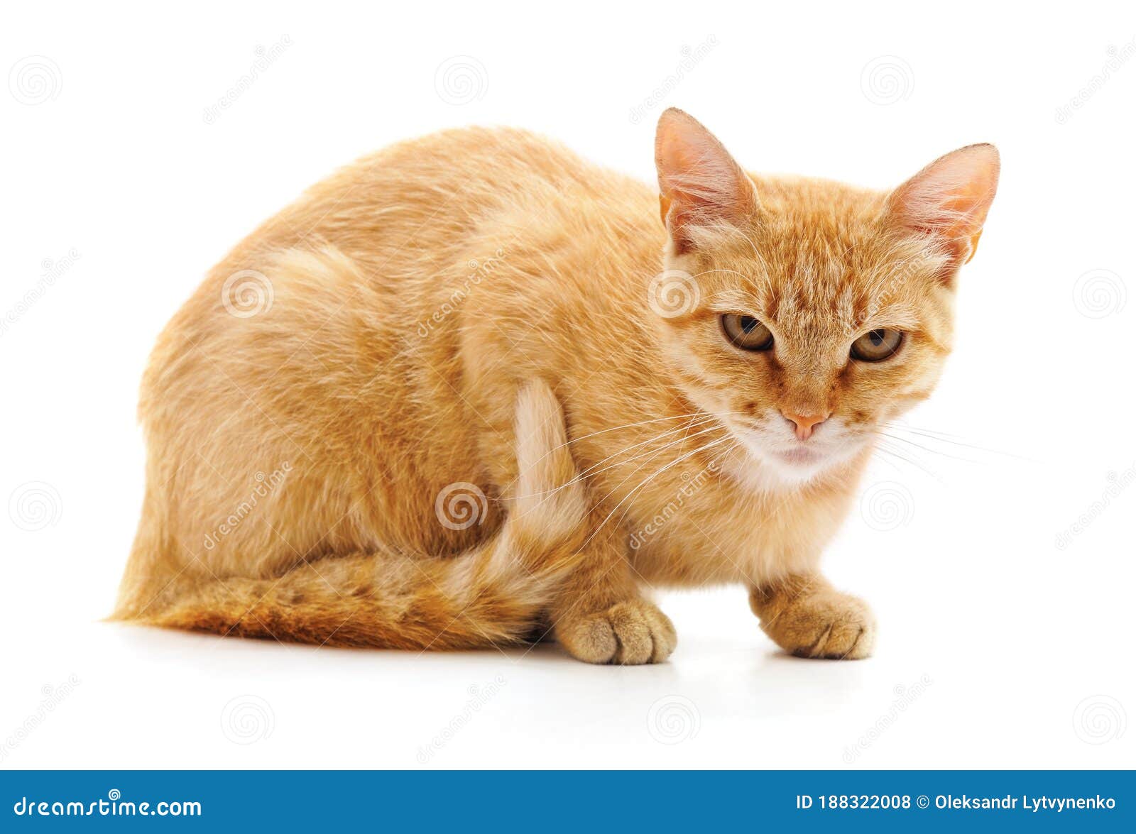 Angry red cat stock photo. Image of annoyed, dangerous - 188322008
