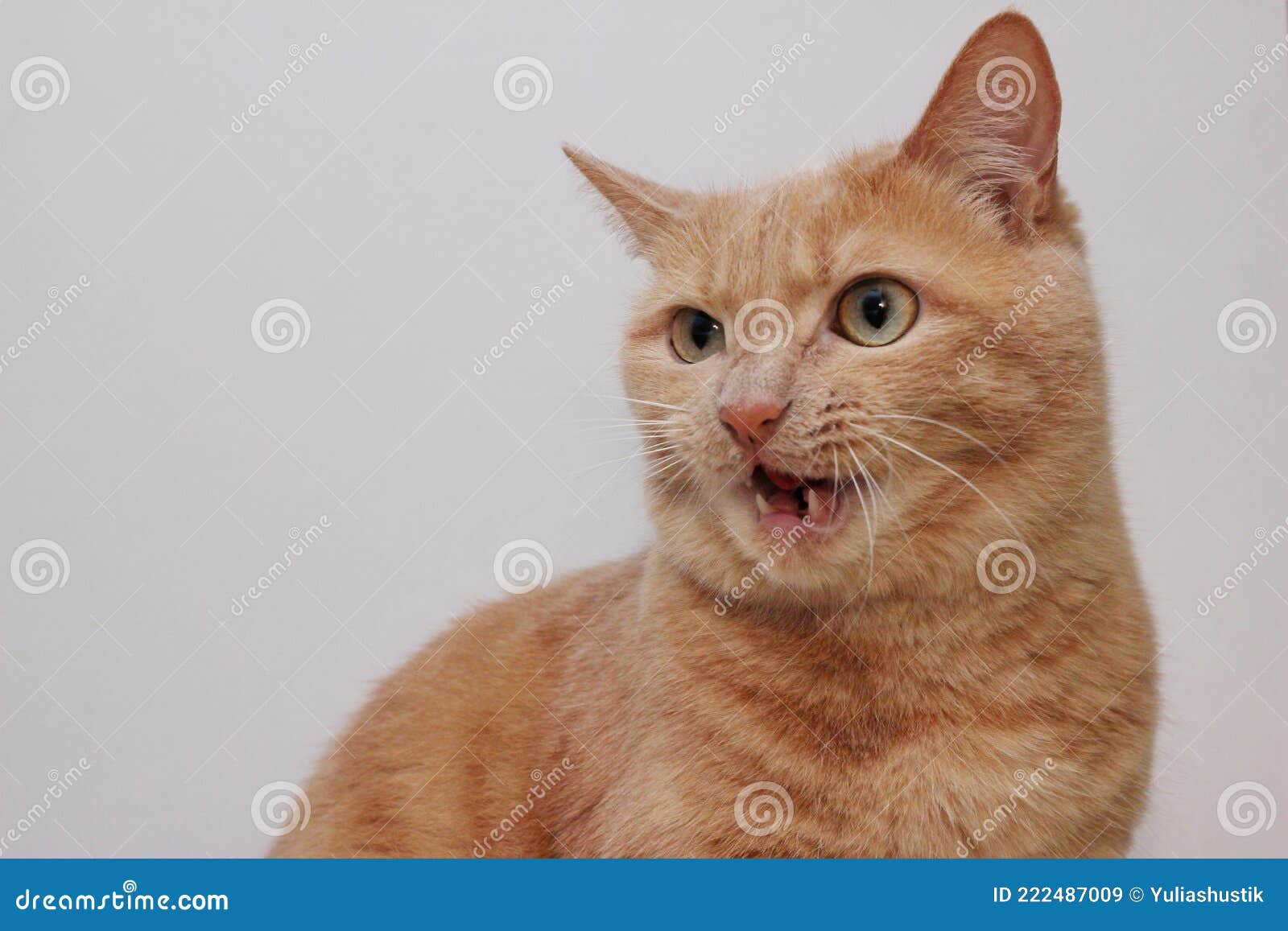 An Angry Red Cat with an Open Mouth. Stock Image - Image of face ...
