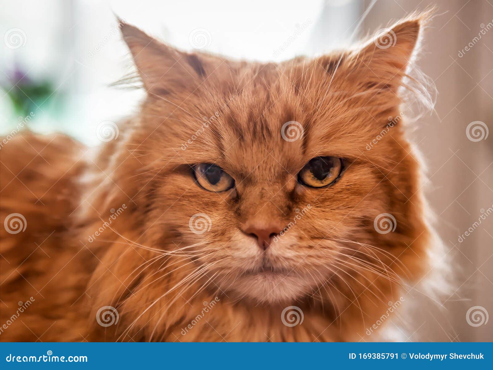 Angry red cat stock image. Image of adorable, playful - 169385791