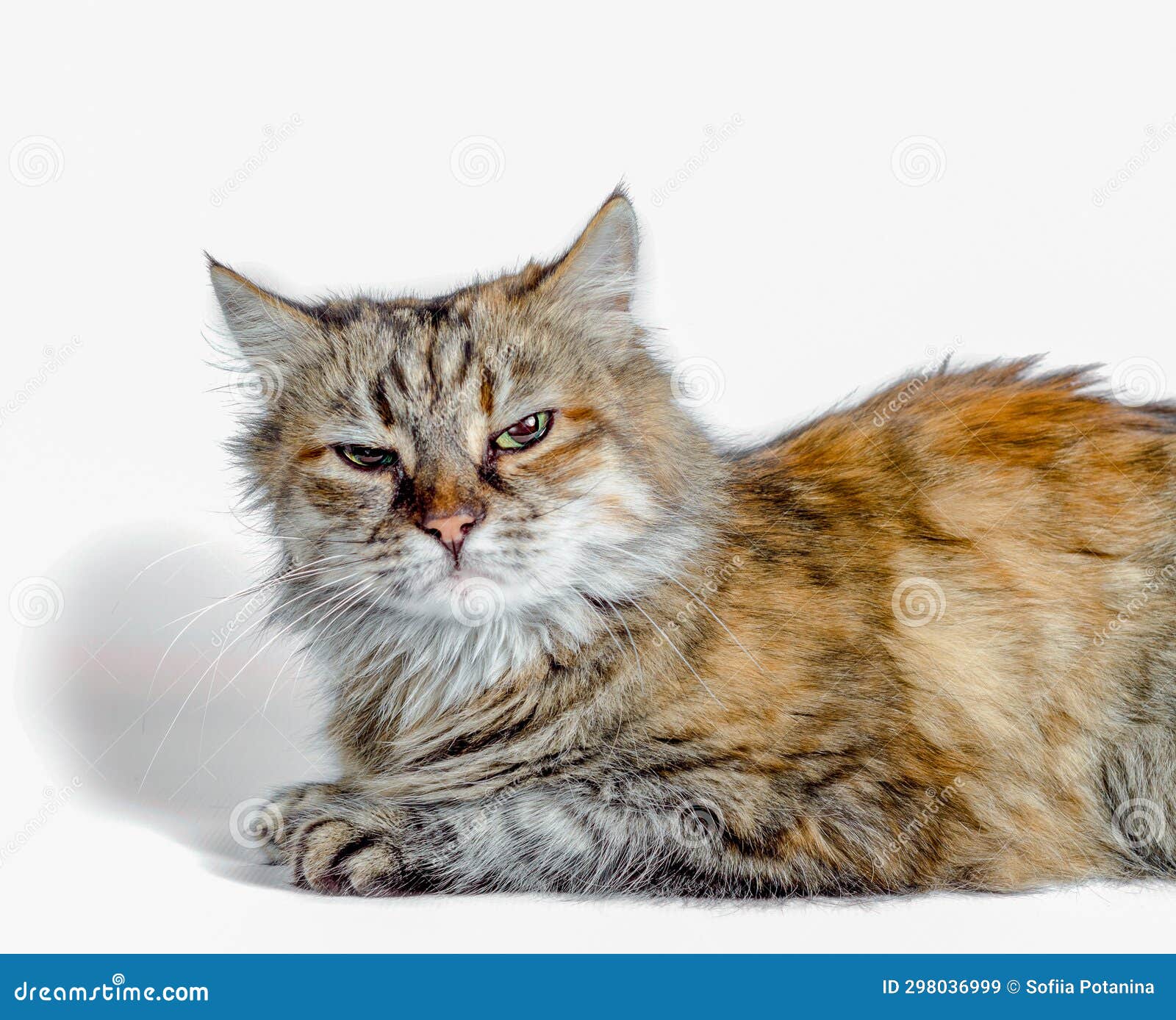 Angry Red Cat on White Background Stock Image - Image of watch, tike ...