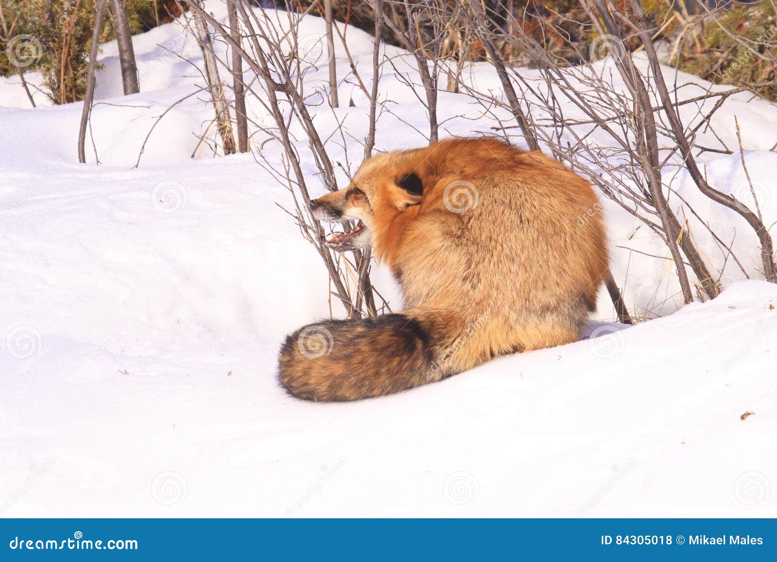 Angry red fox stock photo. Image of nature, fauna, snow - 84305018