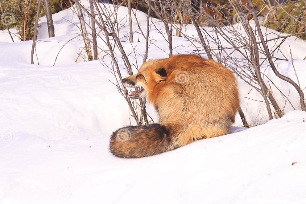 Angry red fox stock photo. Image of nature, fauna, snow - 84305018