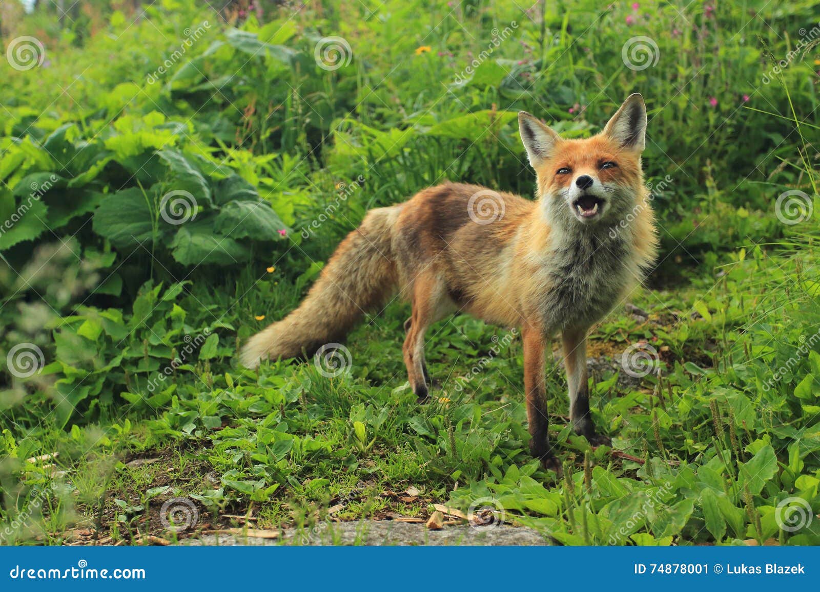 Angry red fox stock image. Image of vulpes, nature, grass - 74878001