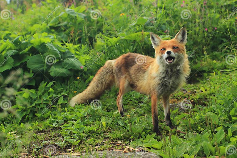 Angry red fox stock image. Image of vulpes, nature, grass - 74878001