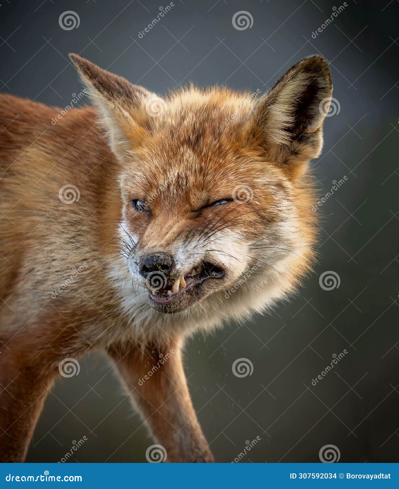 An Angry Red Fox with a Nose Smeared in Sand, without Prey, with a ...