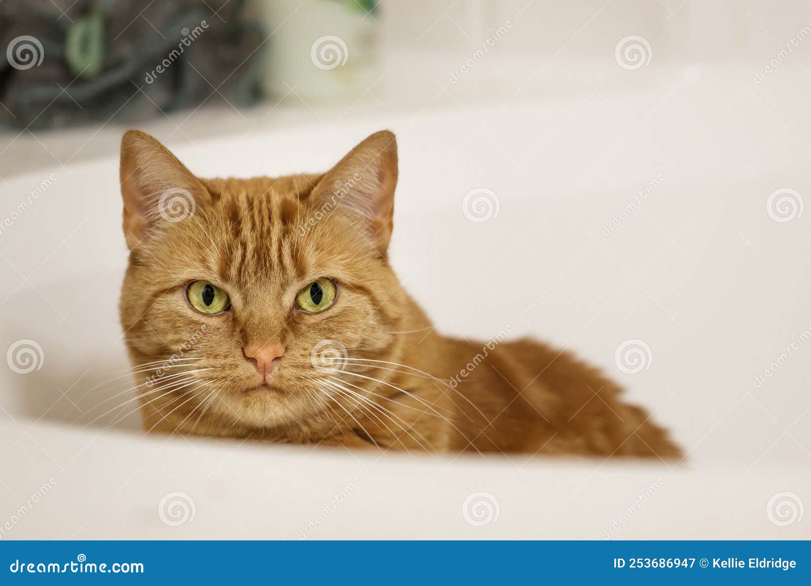Angry Red Tabby Cat Glaring from Inside a Bathtub. Stock Image - Image ...