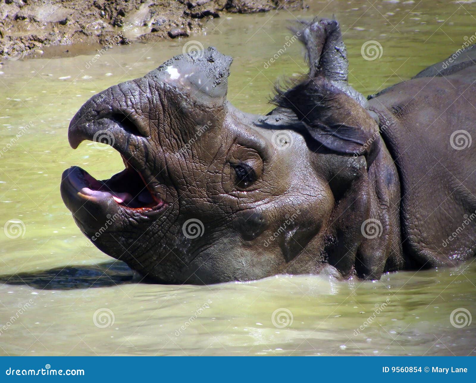 Angry Rhino stock photo. Image of rhino, animal, indian - 9560854