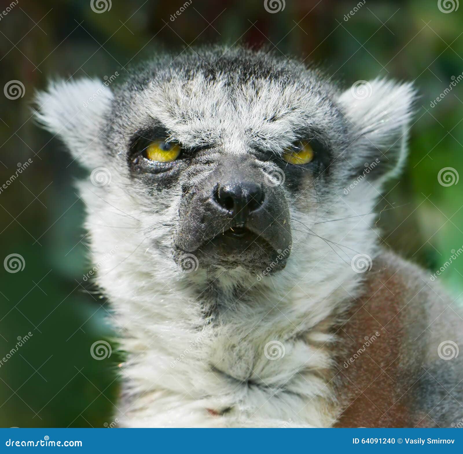 Angry Ring-Tailed Lemur stock photo. Image of beauty - 64091240