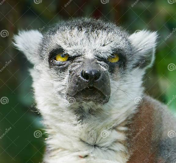 Angry Ring-Tailed Lemur stock photo. Image of beauty - 64091240