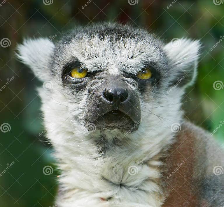 Angry Ring-Tailed Lemur stock photo. Image of beauty - 64091240