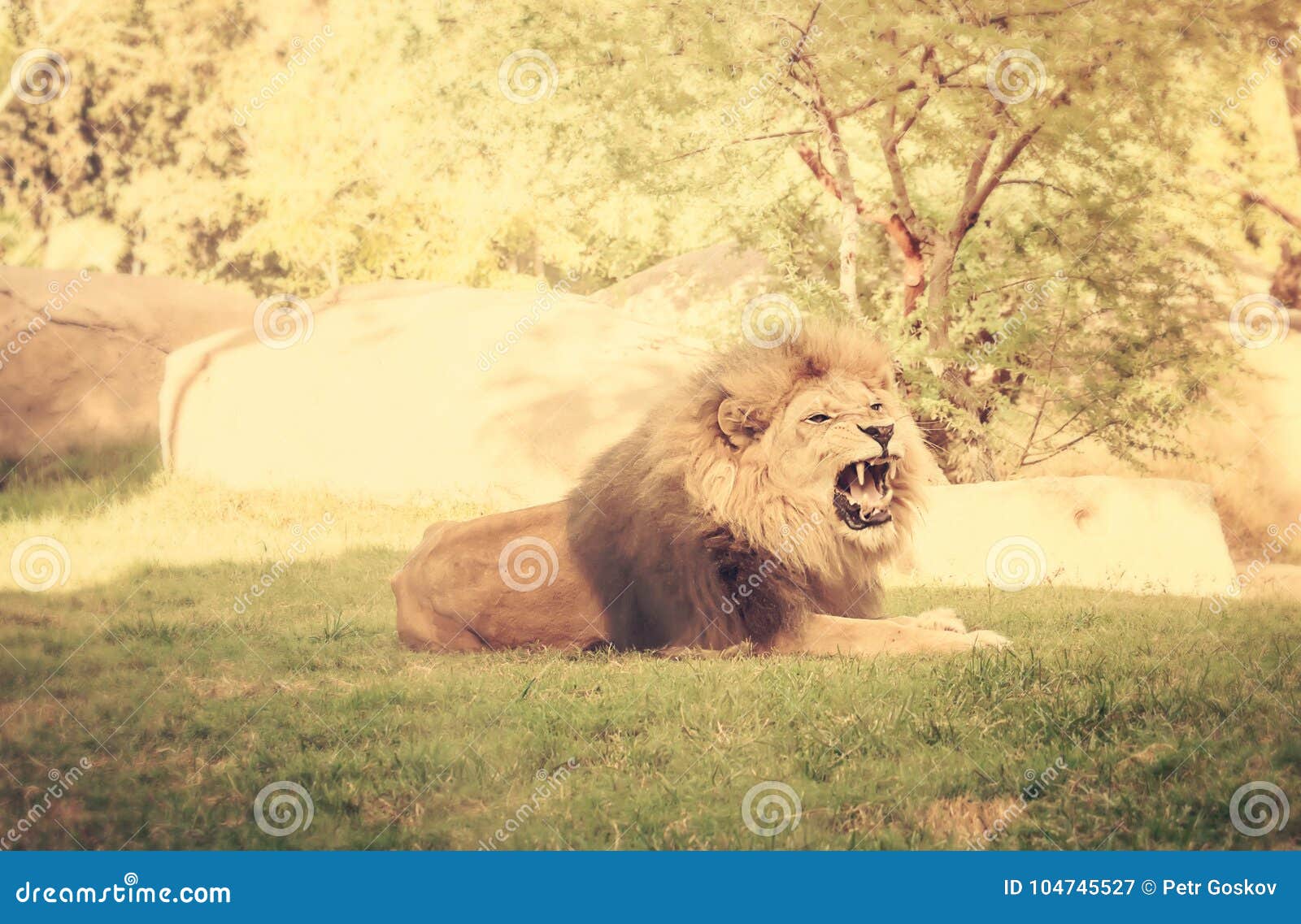Angry roaring lion stock image. Image of fearsome, bite - 104745527