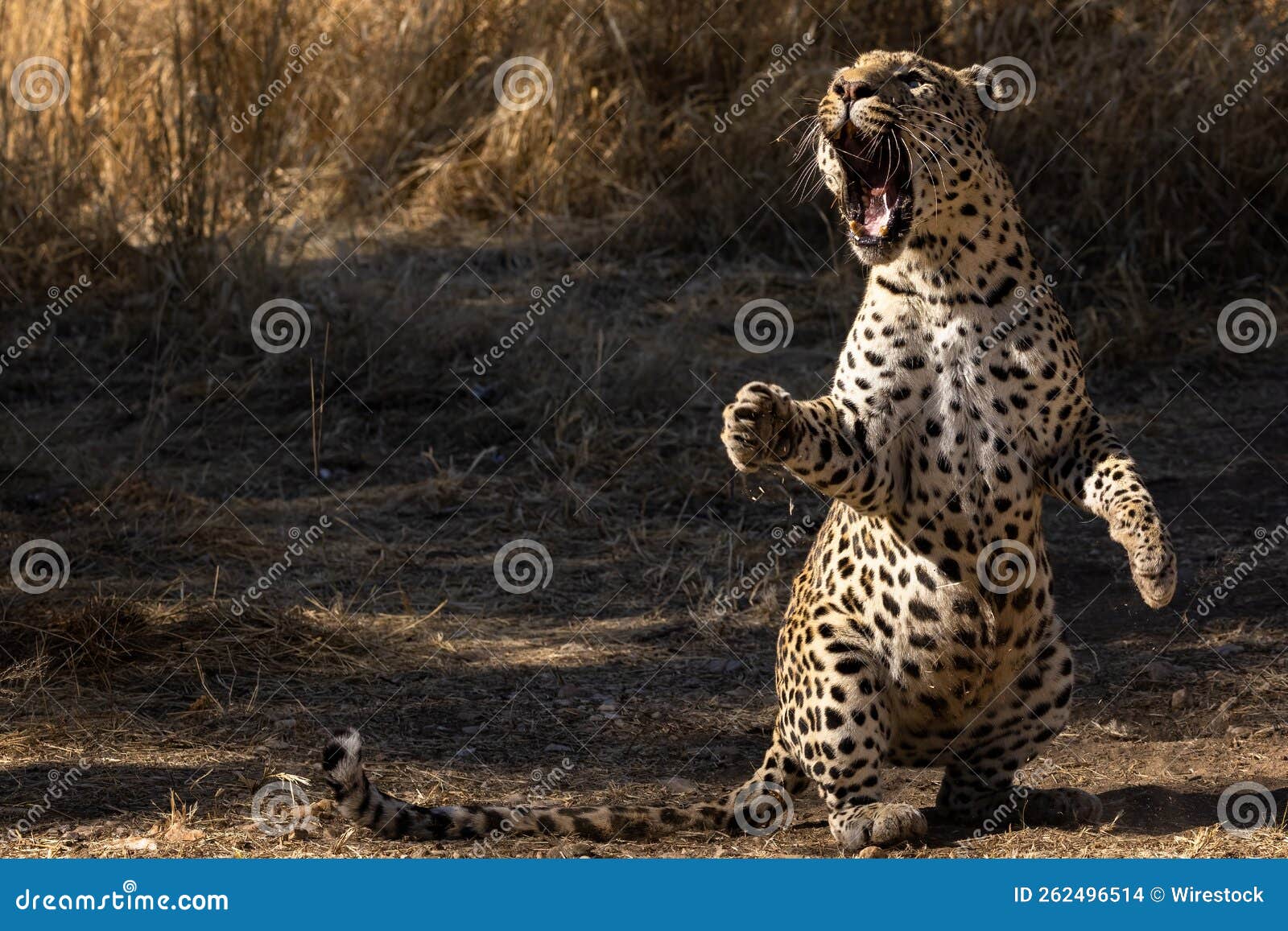 Angry Roaring Leopard on Its Feet Stock Photo - Image of jump, feet ...
