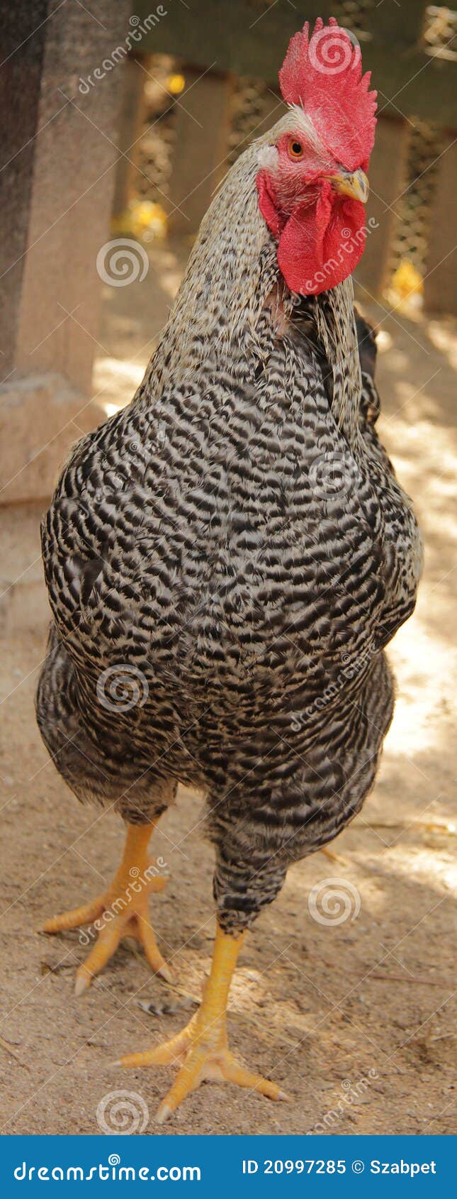 Angry rooster stock image. Image of rooster, farm, grey - 20997285