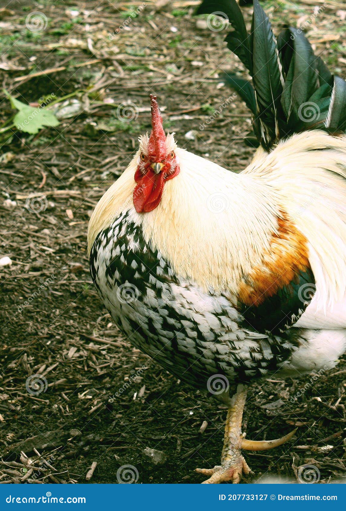 Angry rooster stock image. Image of waterfowl, wildlife - 207733127