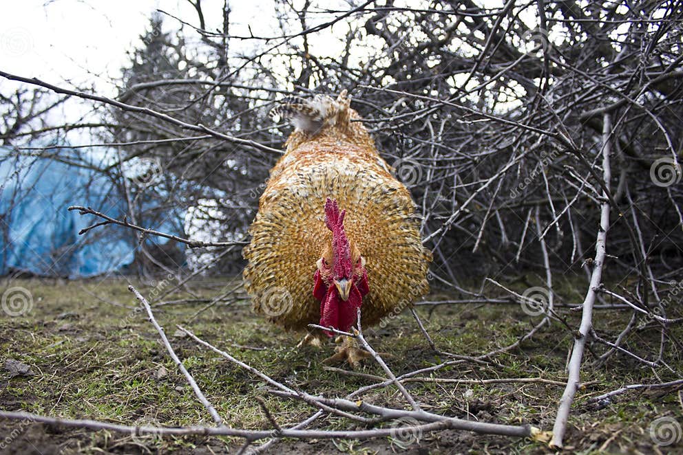 Angry rooster stock image. Image of branches, concentrate - 55193213