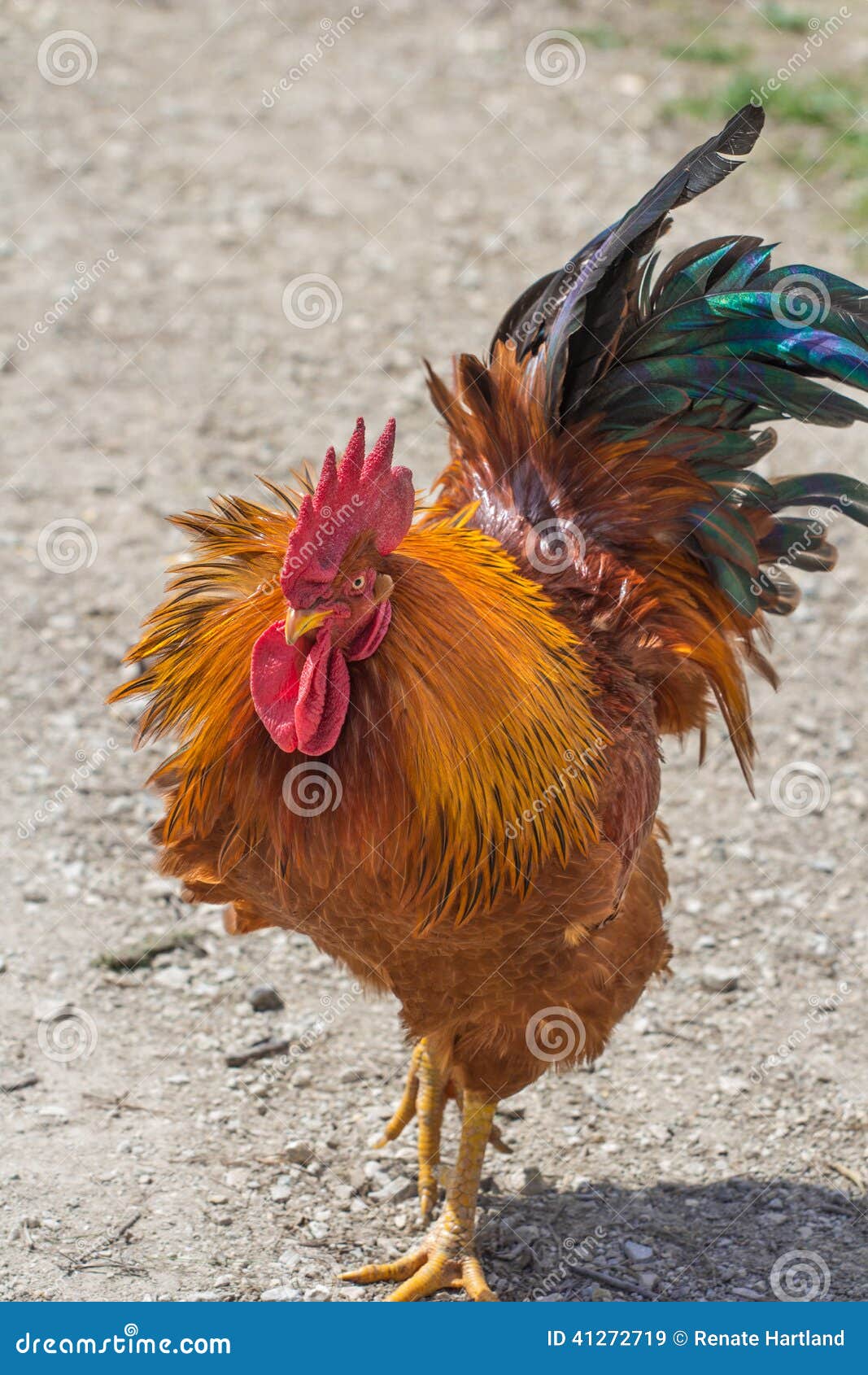 Angry Rooster stock image. Image of blue, attack, green - 41272719