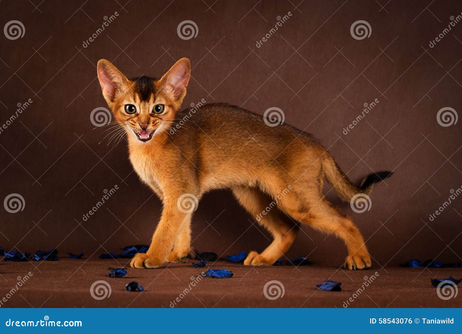 Cinnamon Abyssinian