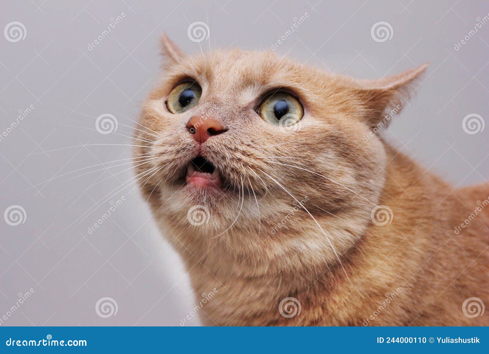 Angry Scared Cat with Furrowed Eyebrows. a Dangerous Pet Stock Photo ...