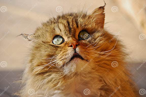 Angry scary wild cat stock image. Image of evil, open - 141770129