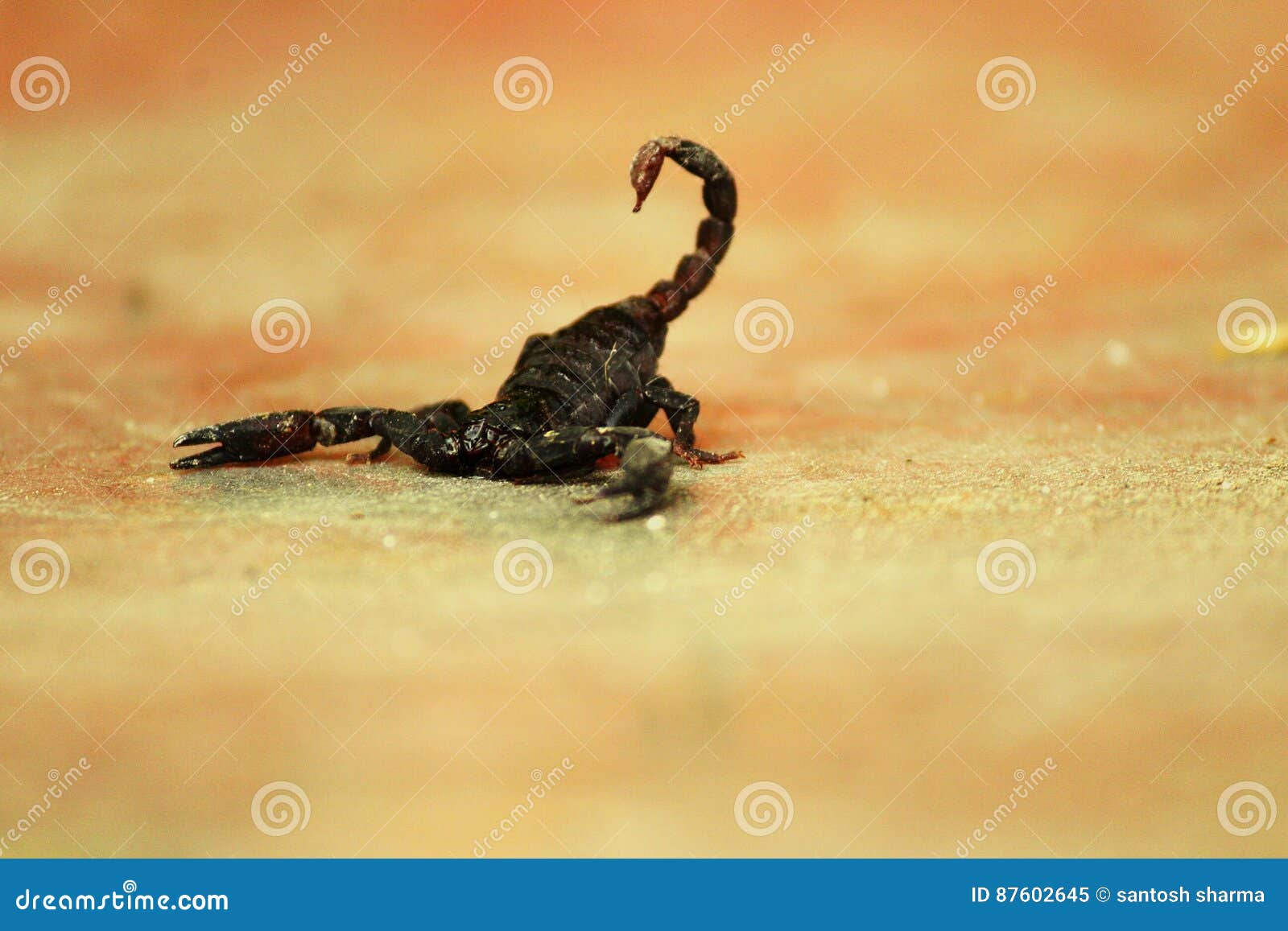 Angry scorpion stock image. Image of angry, scorpion - 87602645