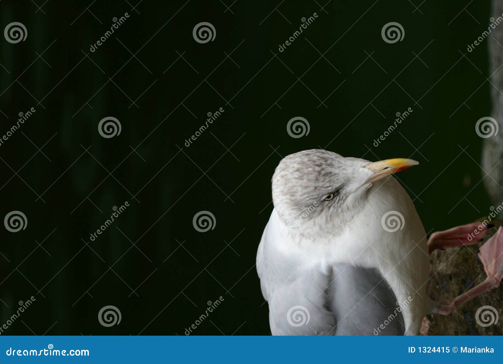 Angry seagull stock image. Image of white, blue, large - 1324415
