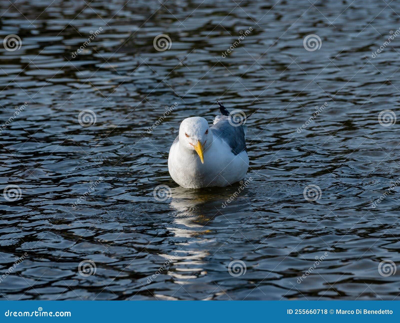 Angry Seagull Floats on the Surface of the Water Stock Photo - Image of ...