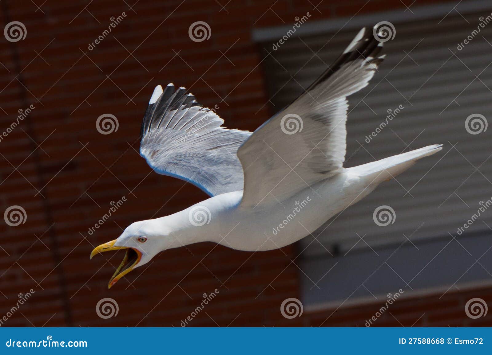 Angry Seagull Flying stock photo. Image of summer, scream - 27588668