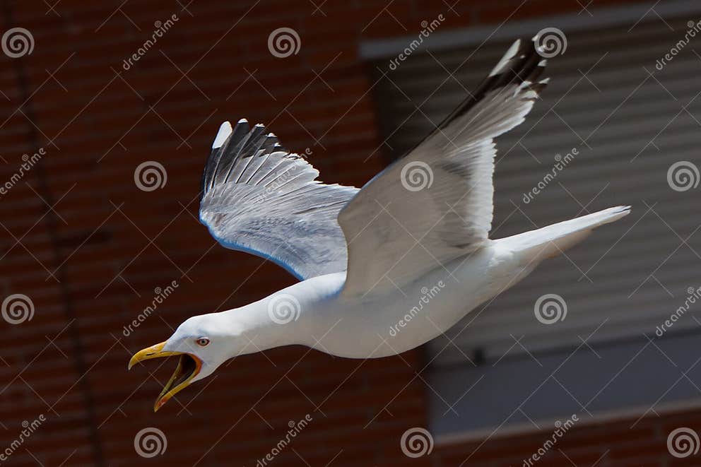 Angry Seagull Flying stock photo. Image of summer, scream - 27588668