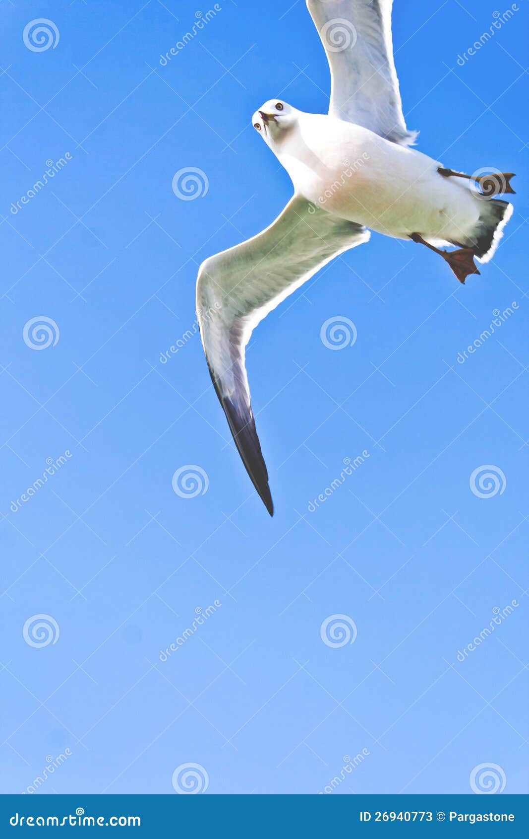 Angry seagull flying above stock image. Image of birds - 26940773