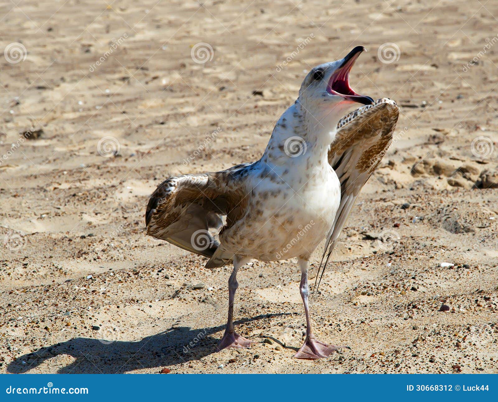 An Angry Seagull on the Sandy Beach Stock Photo - Image of closeup ...