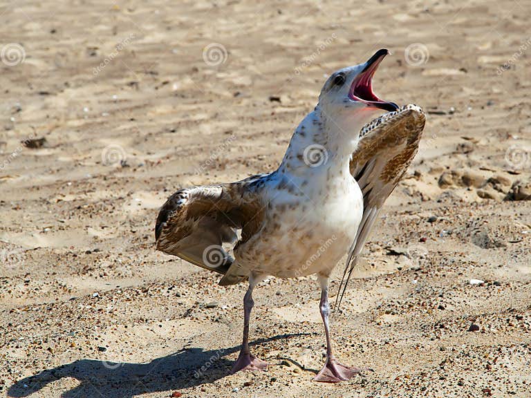 An Angry Seagull on the Sandy Beach Stock Photo - Image of closeup ...