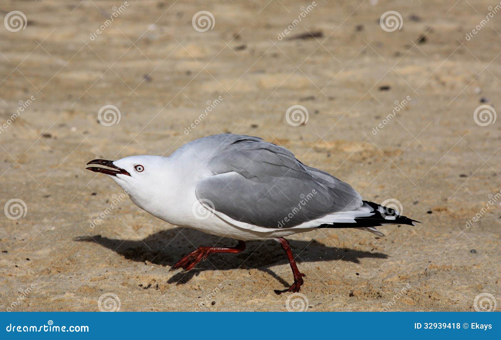 Angry seagull on the beach stock photo. Image of view - 32939418