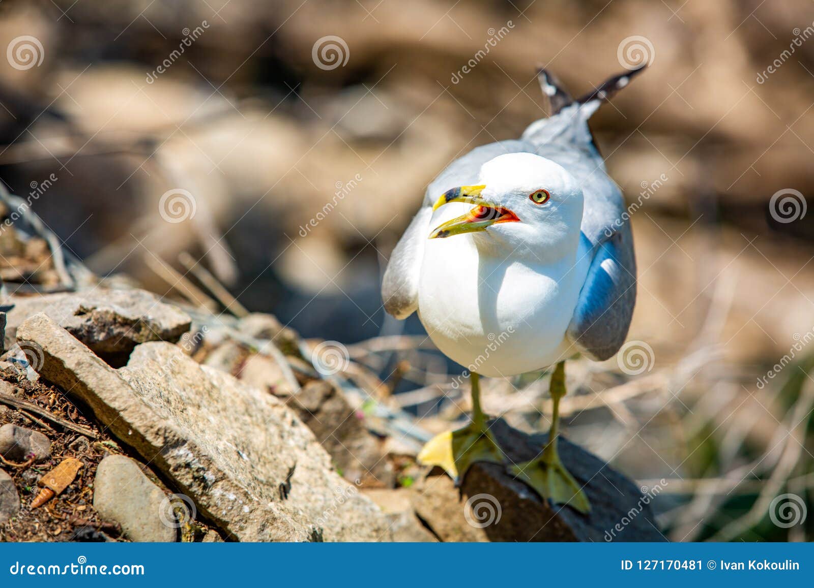 Angry Seagull Staring at You with Open Mouth Stock Image - Image of ...