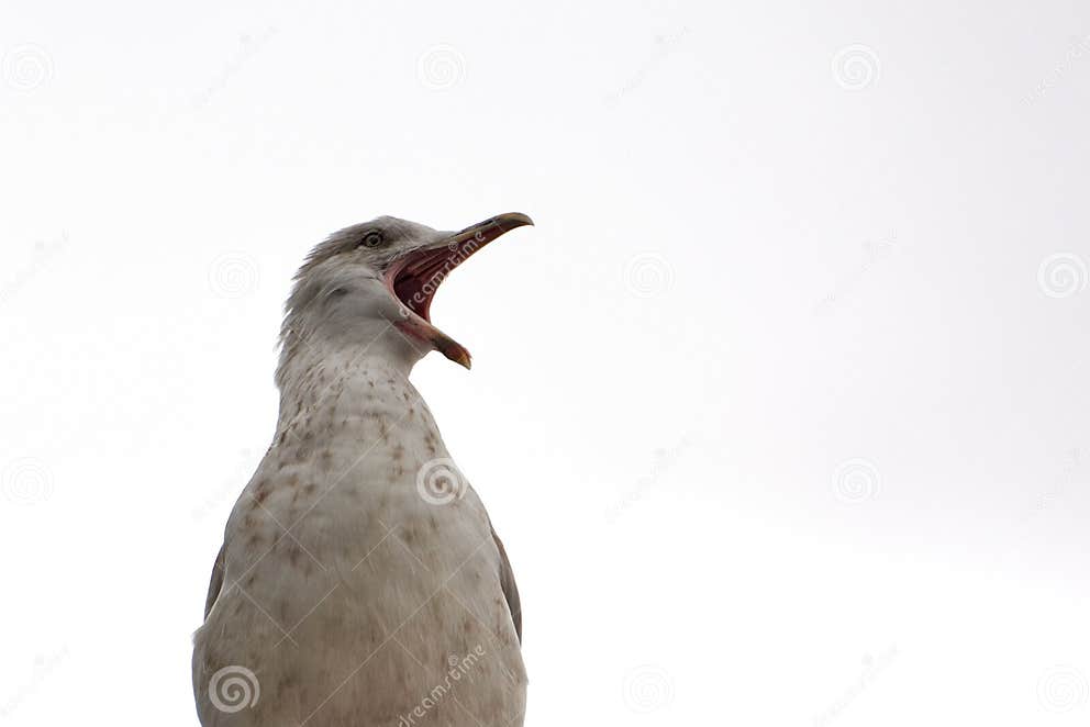 Angry Seagull Yelling at the World Stock Photo - Image of white, grey ...