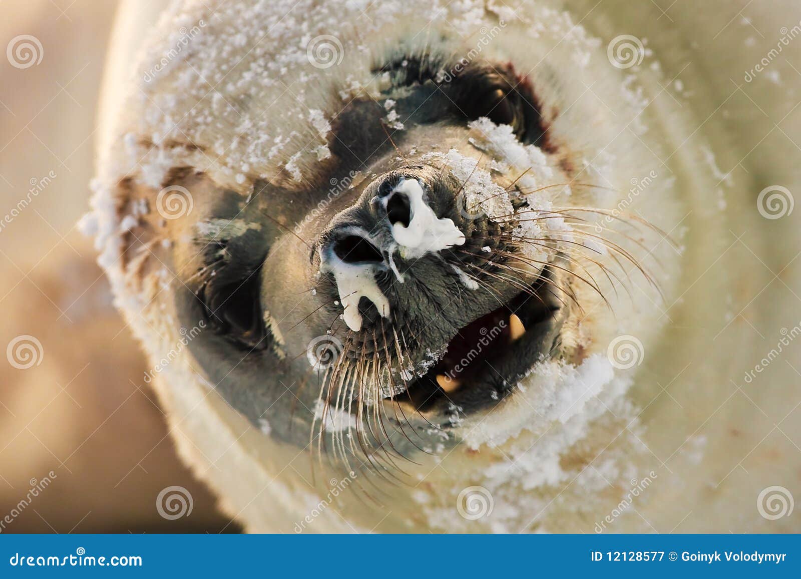 Angry seal stock image. Image of macro, life, looking - 12128577