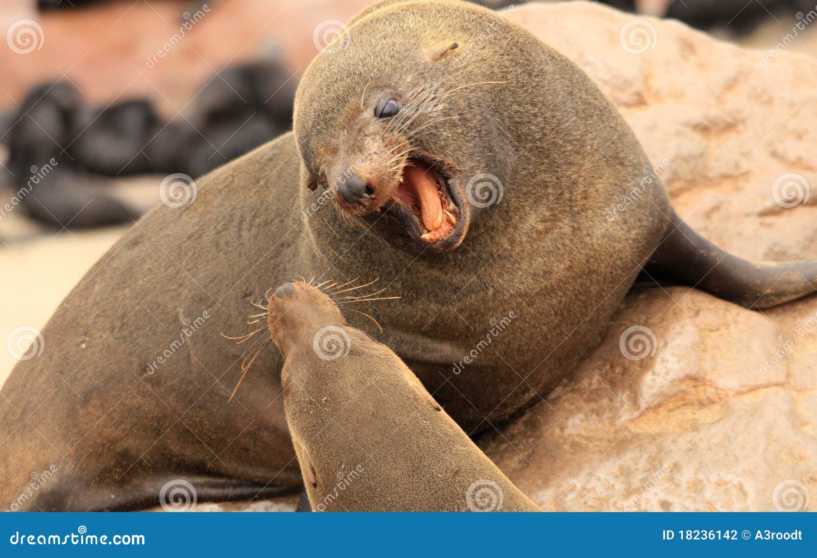 Angry Seal stock photo. Image of angry, whiskers, rocks - 18236142