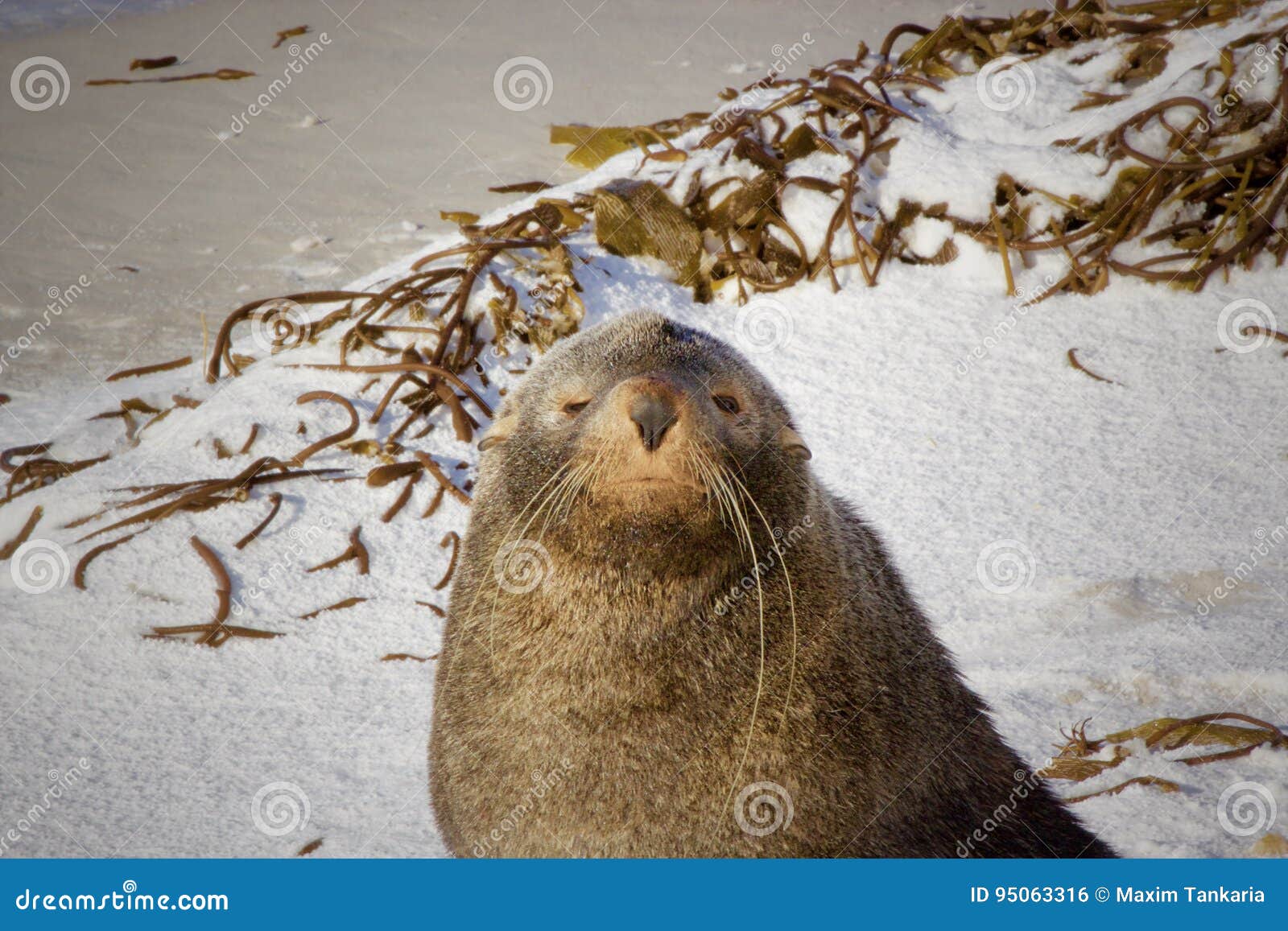 Angry Seal stock photo. Image of seal, standoff, angry - 95063316
