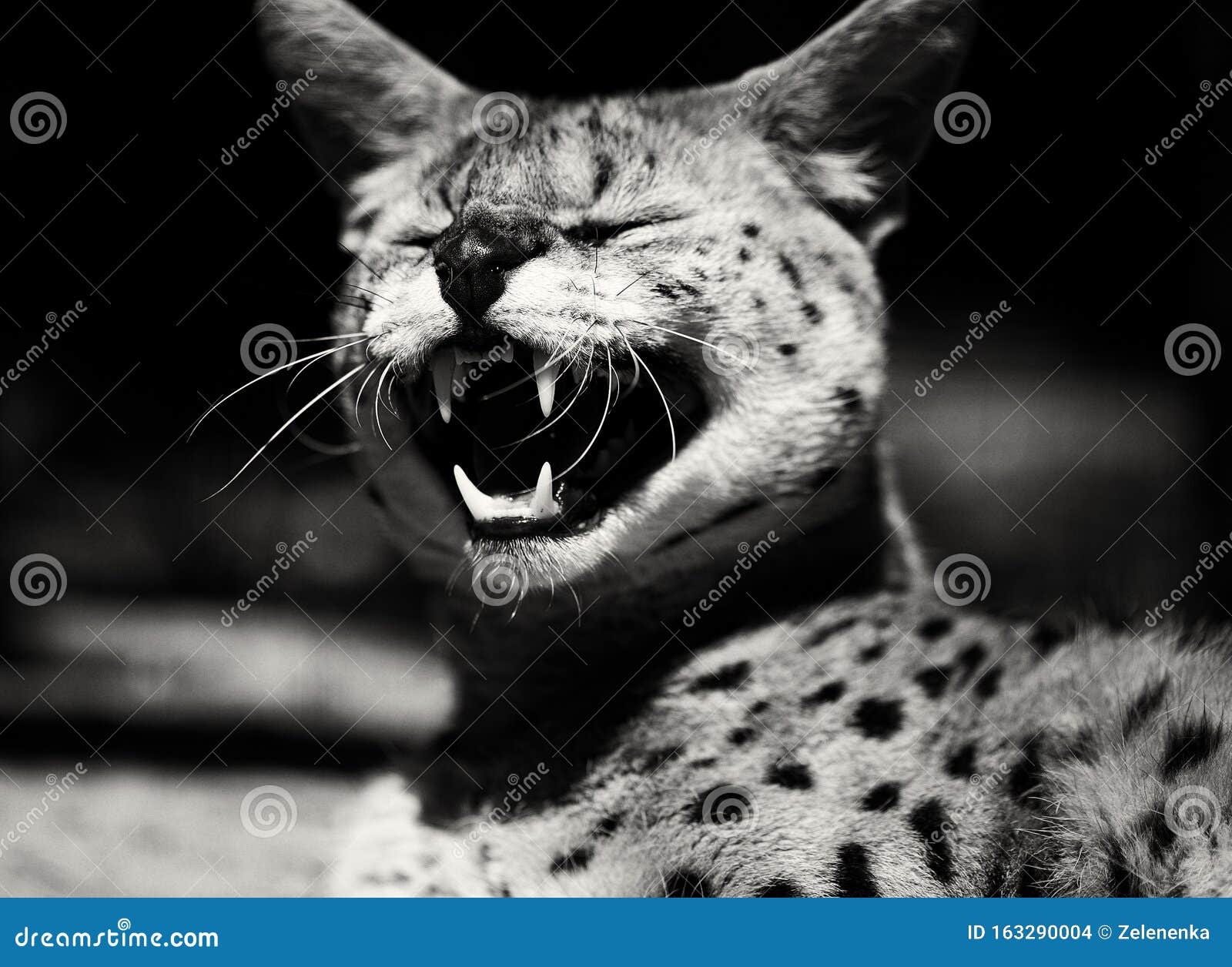 Angry serval cat stock photo. Image of caracal, leptailurus - 163290004