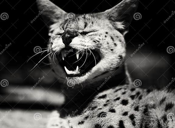 Angry serval cat stock photo. Image of caracal, leptailurus - 163290004