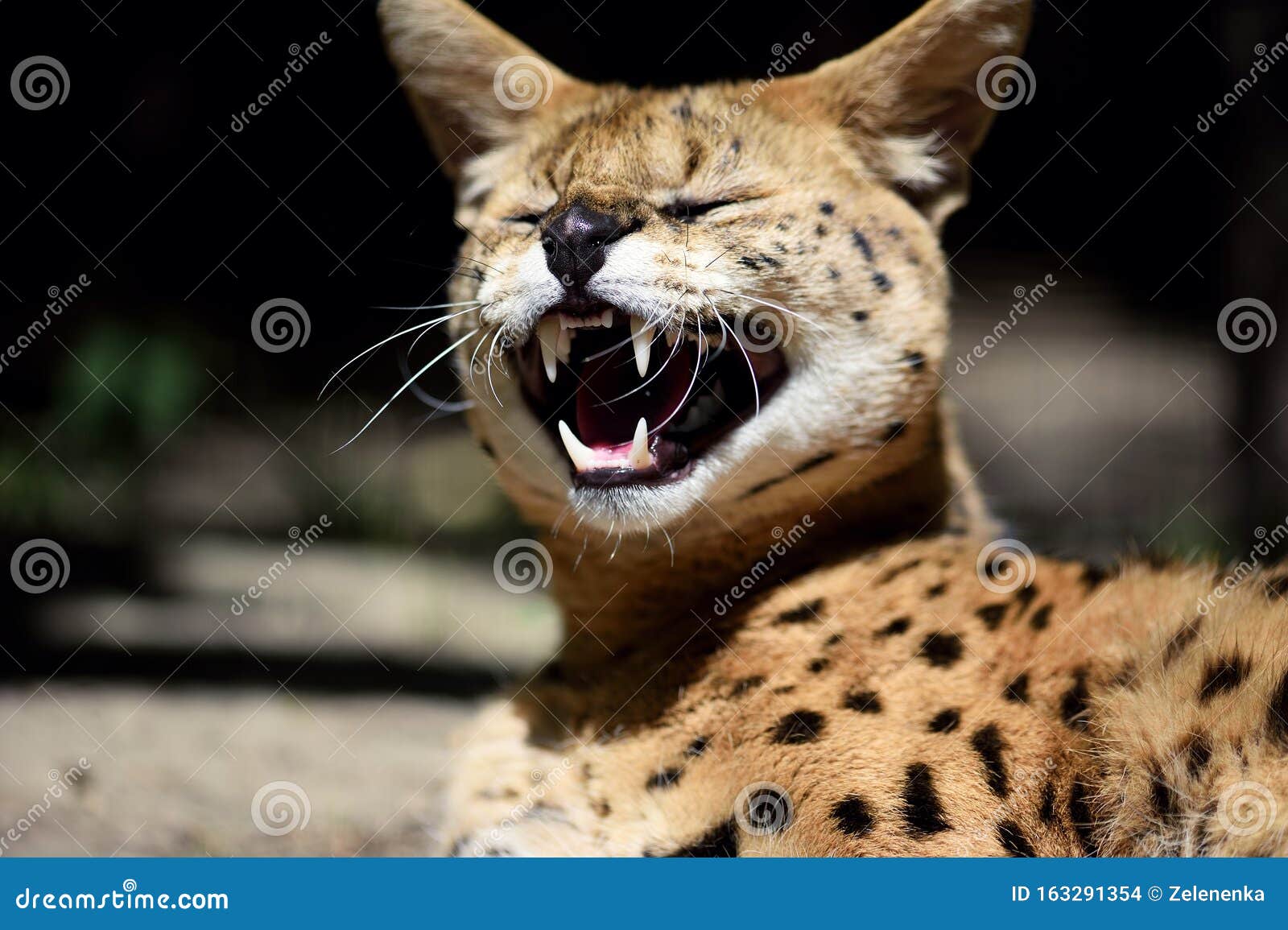 Angry serval cat stock photo. Image of leptailurus, african - 163291354