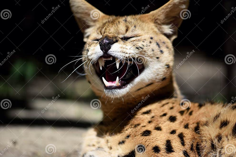Angry serval cat stock photo. Image of leptailurus, african - 163291354